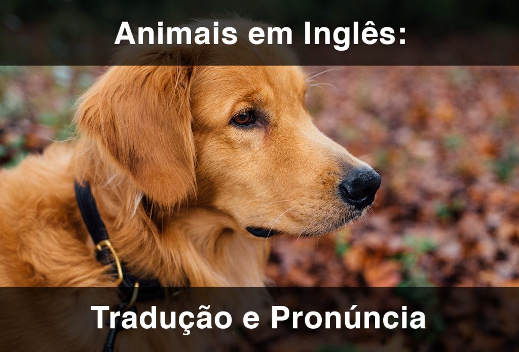 Bandeiras e Nacionalidades em Inglês (2025 Atualizado) - EnglishCentral ...